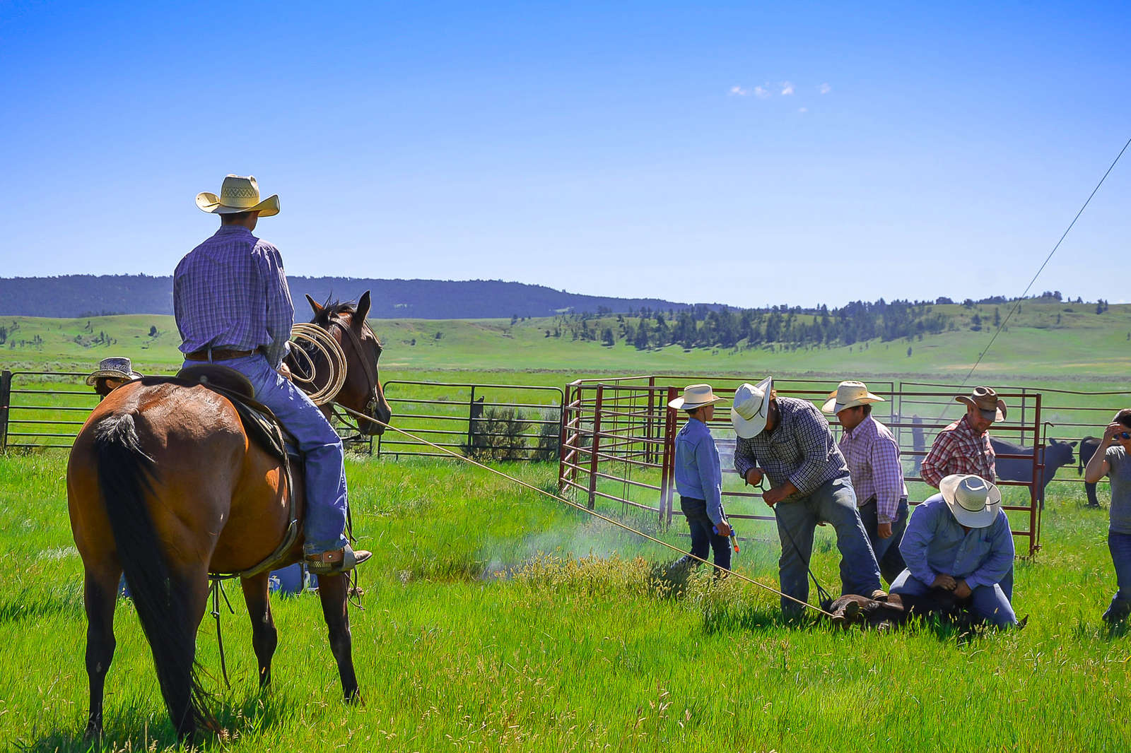 Experience an authentic working ranch week in America