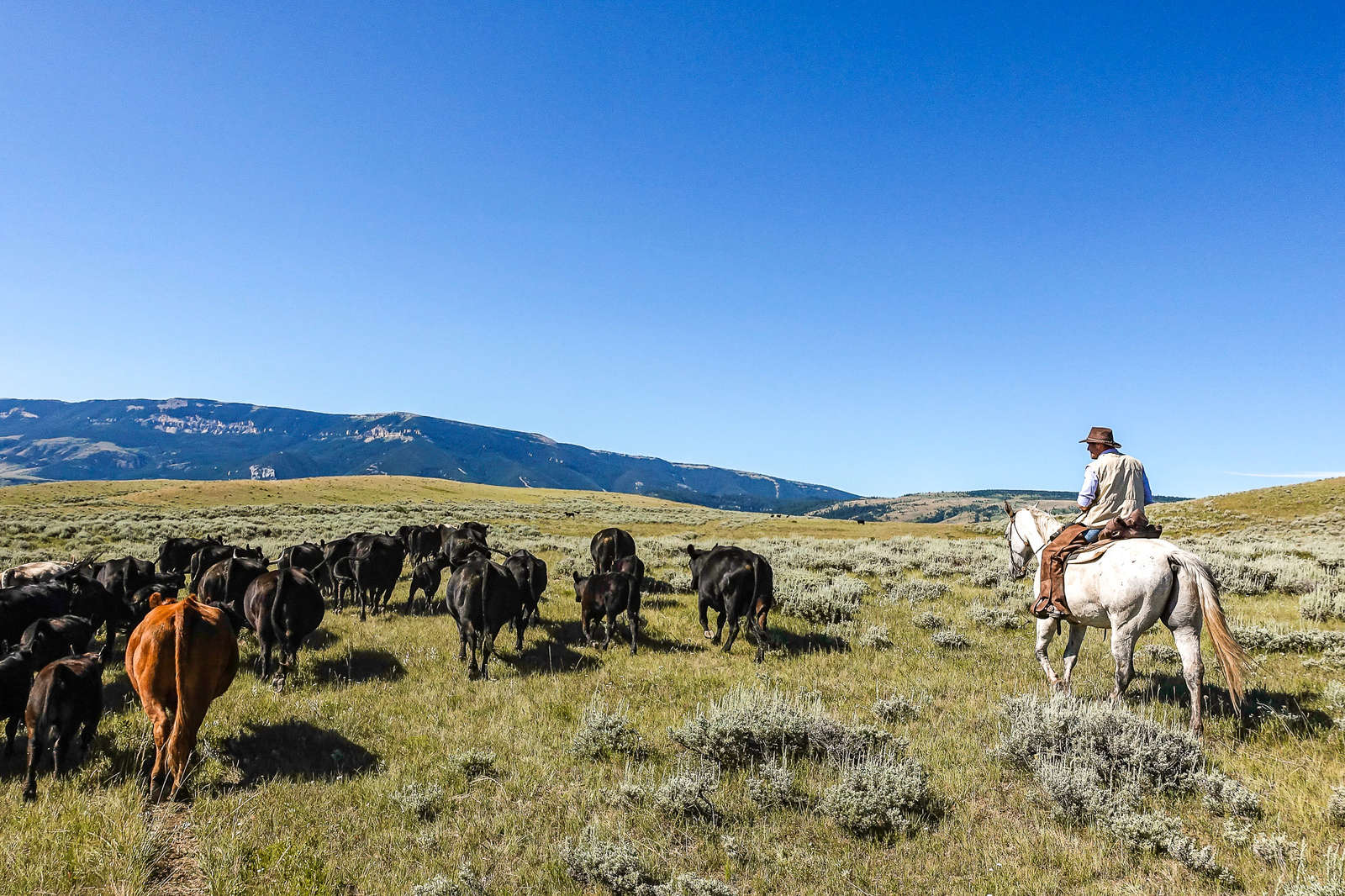 Ride with cowboys in a cattle drive in Wyoming and Montana