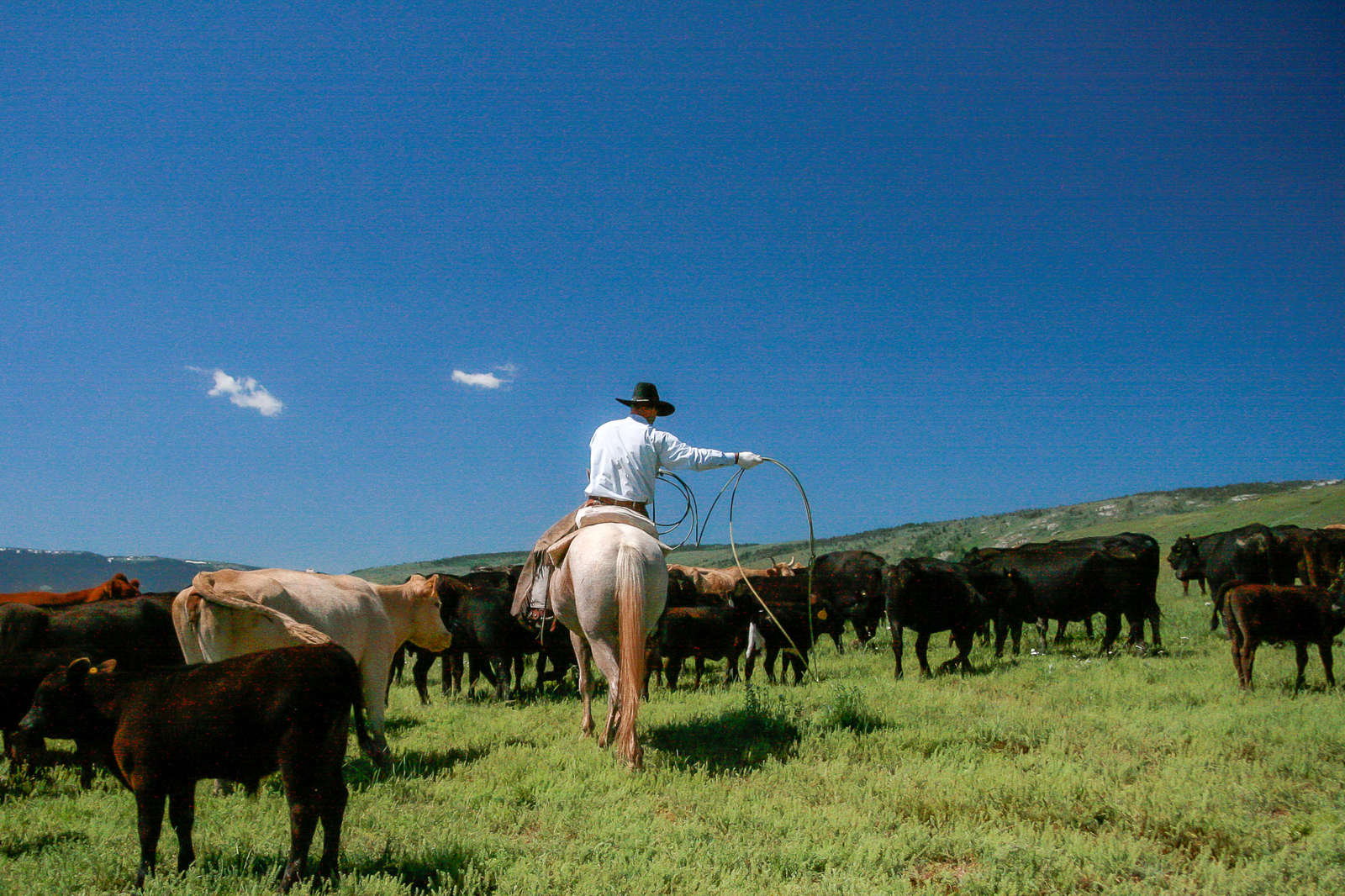 Ride on an authentic working cattle ranch in Montana | Equus Journeys