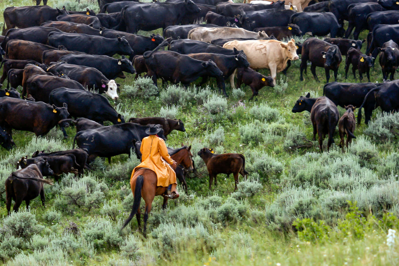 Ride on an authentic working cattle ranch in Montana | Equus Journeys