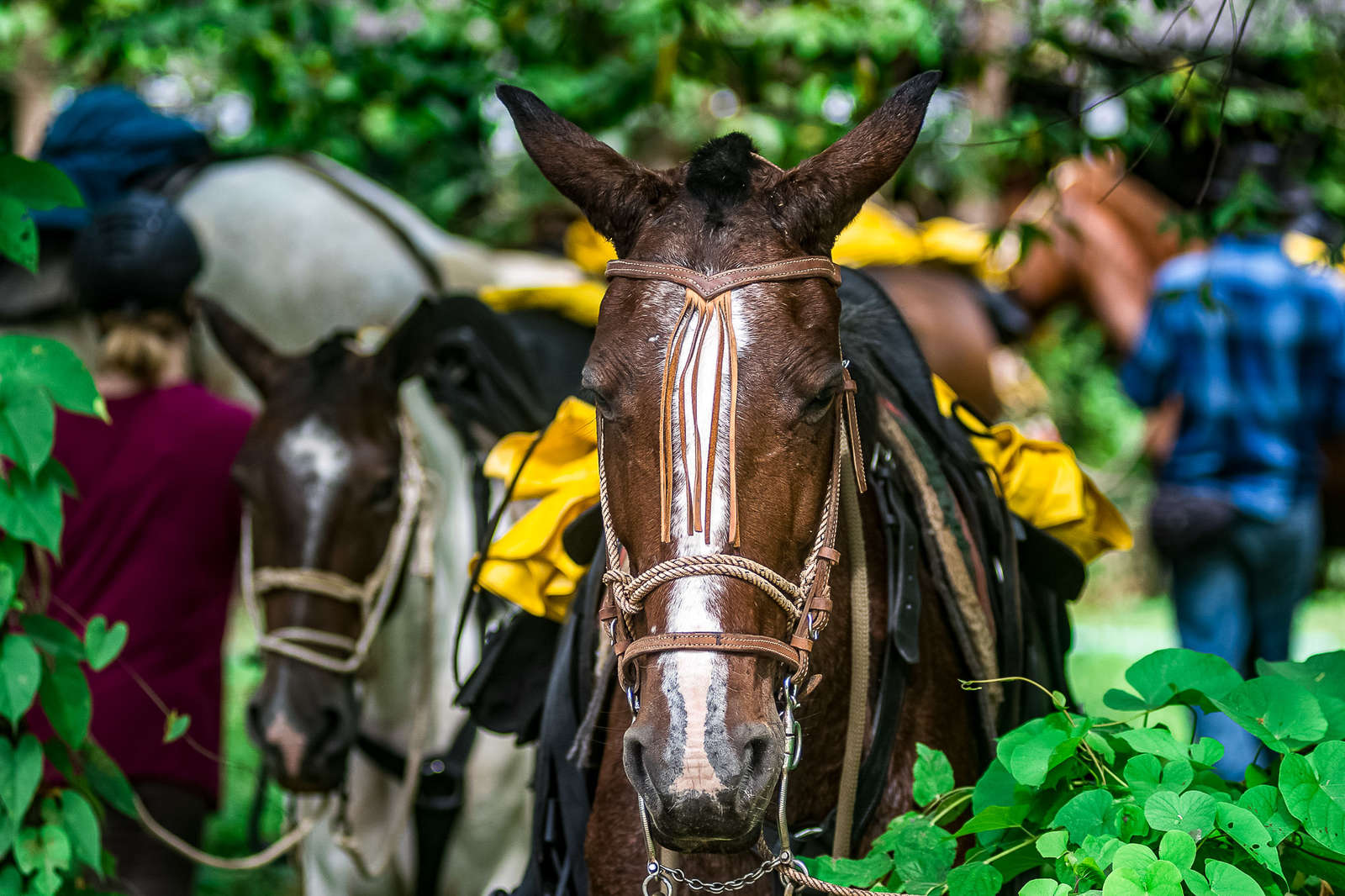 Equestrian adventures in Costa Rica | Equus Journeys