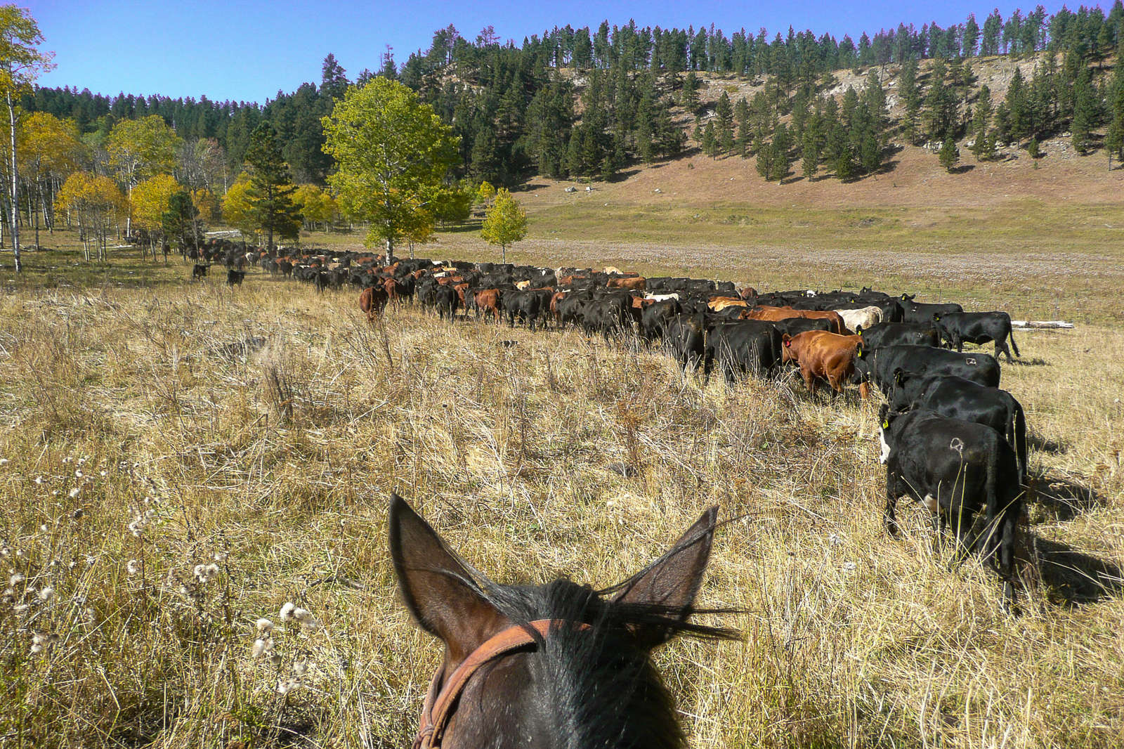 Experience an authentic working ranch week in America | Equus Journeys