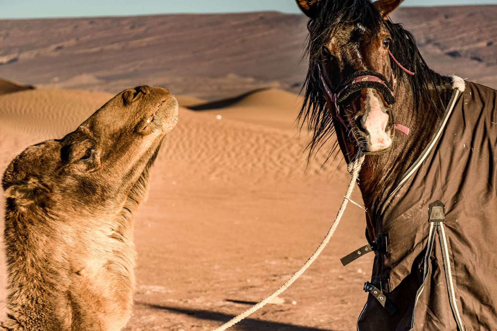 Pack trip riding holiday in the Sahara in Morocco
