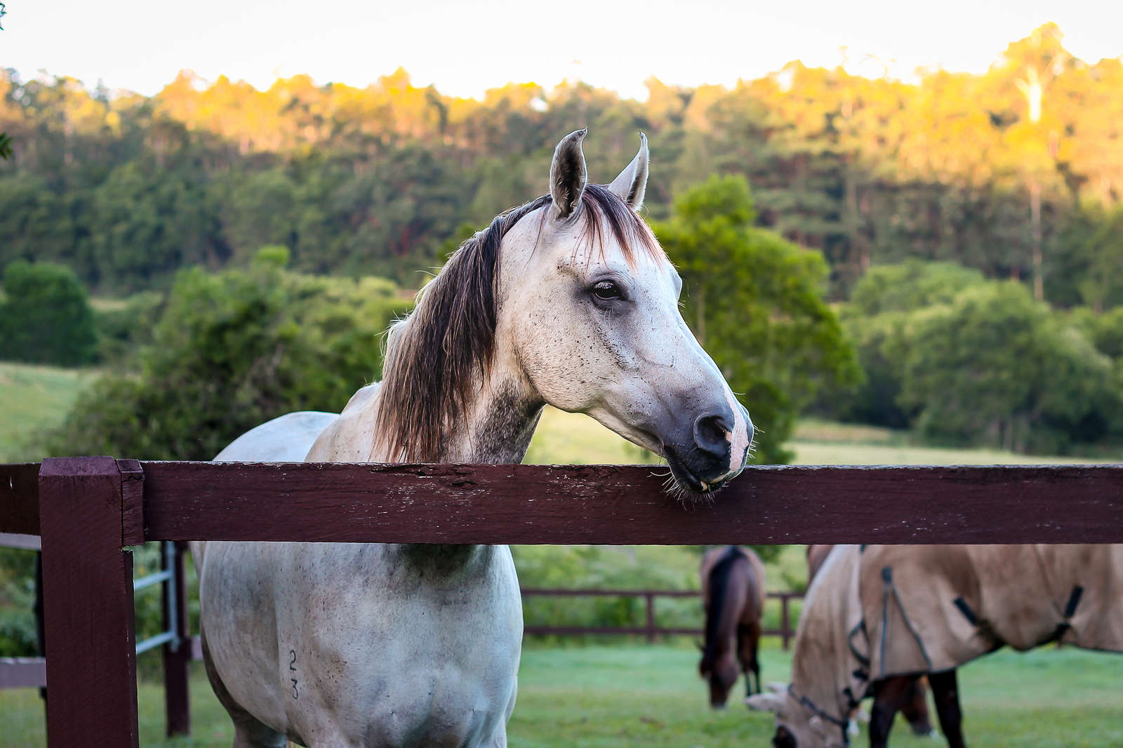 Horseback holidays in Australia | Equus Journeys