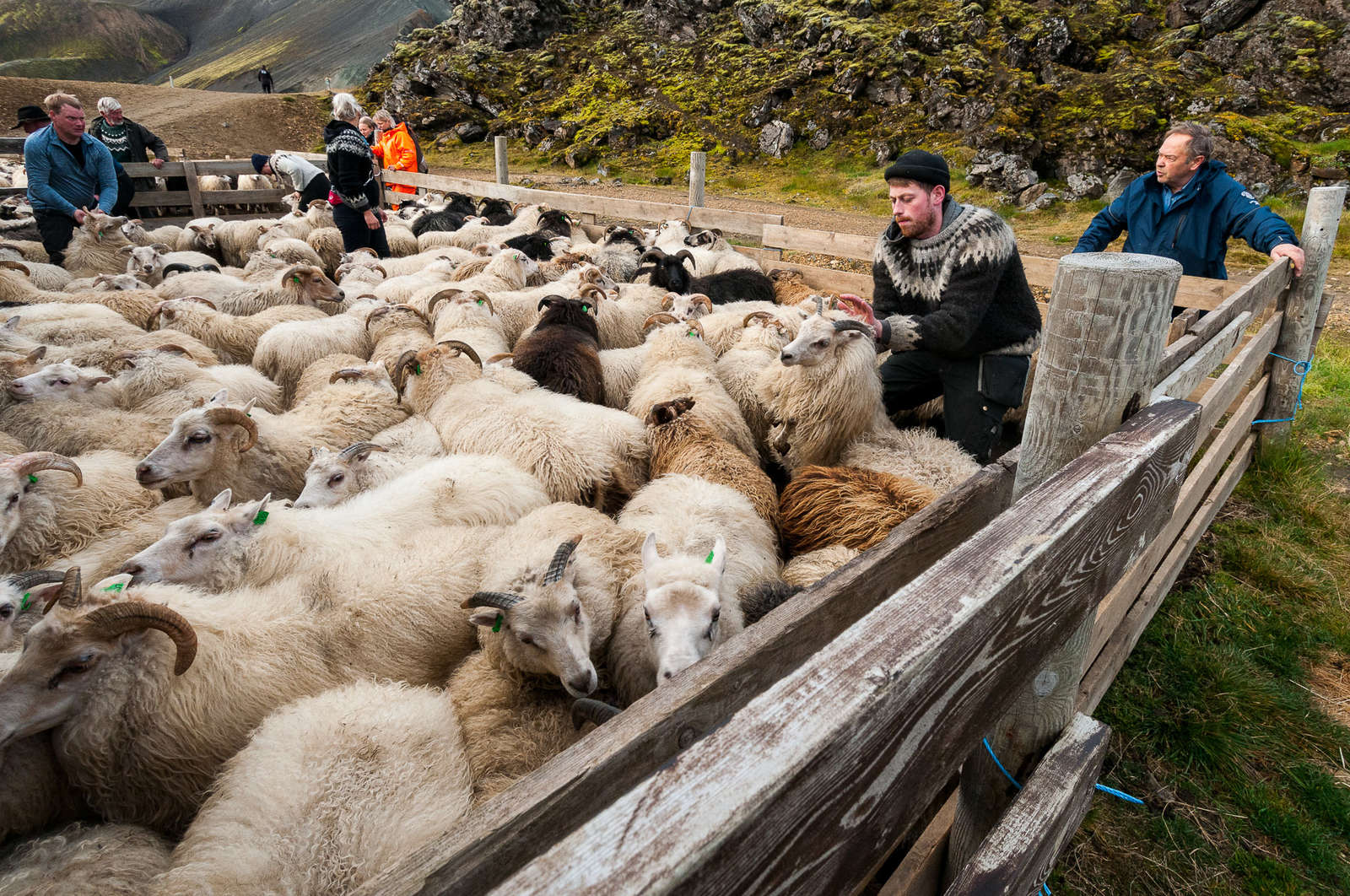 A sheep round-up experience with local farmers in Iceland | Equus Journeys