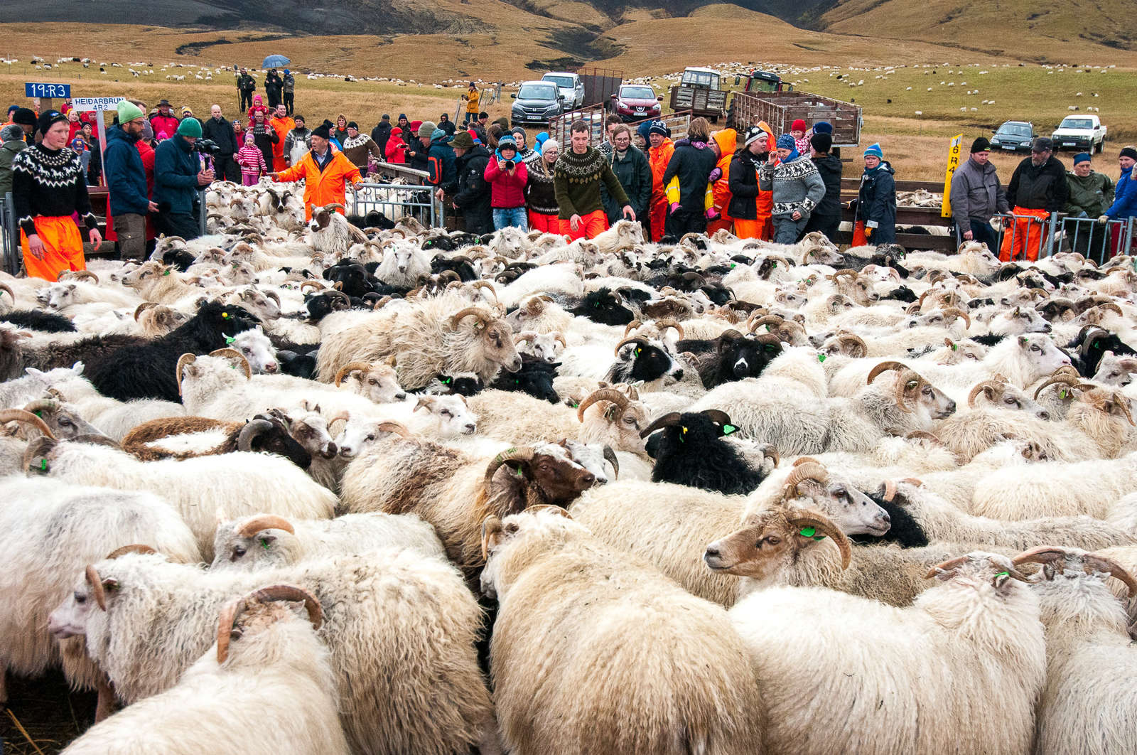 A sheep round-up experience with local farmers in Iceland | Equus Journeys