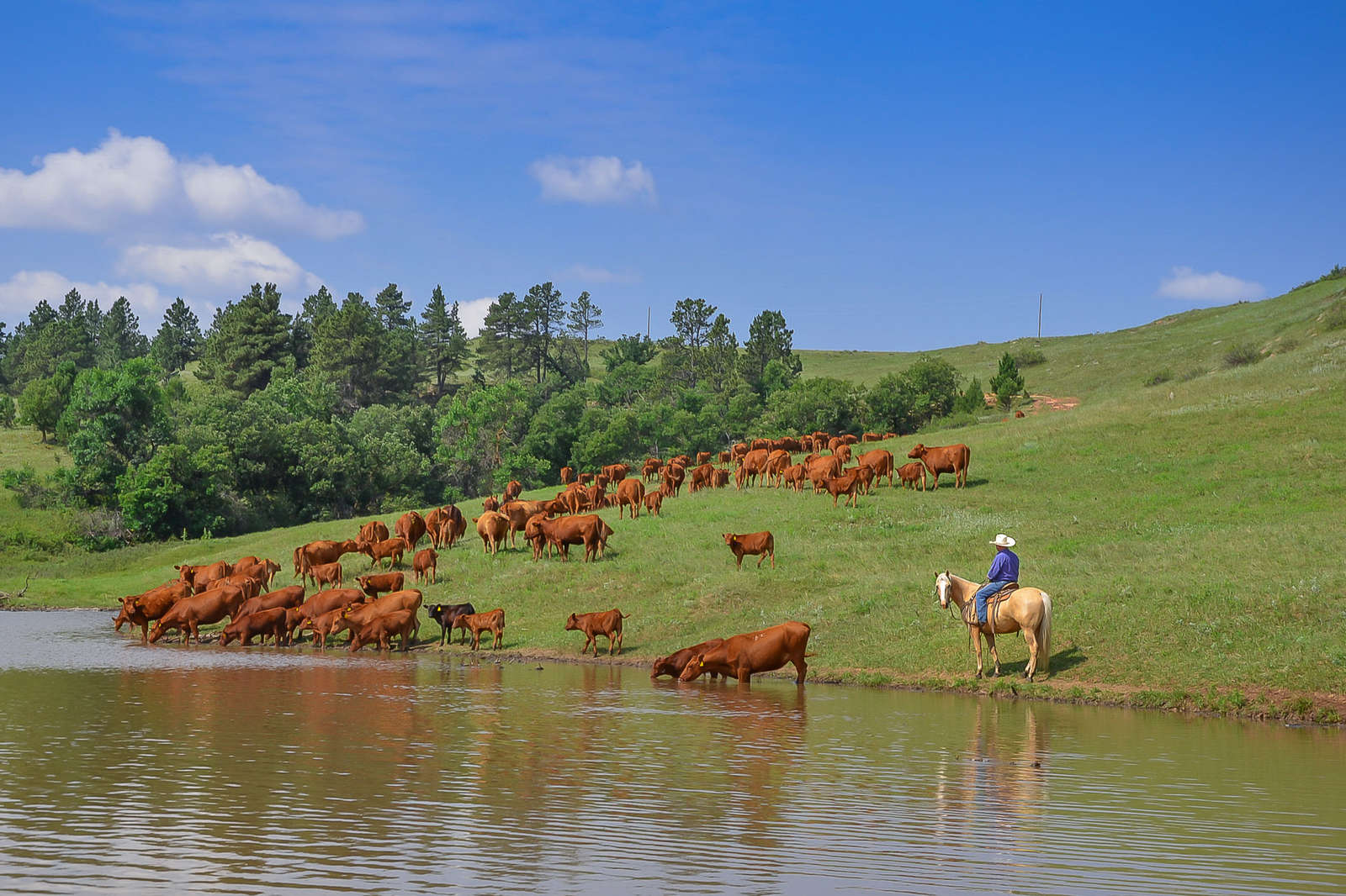Experience an authentic working ranch week in America | Equus Journeys
