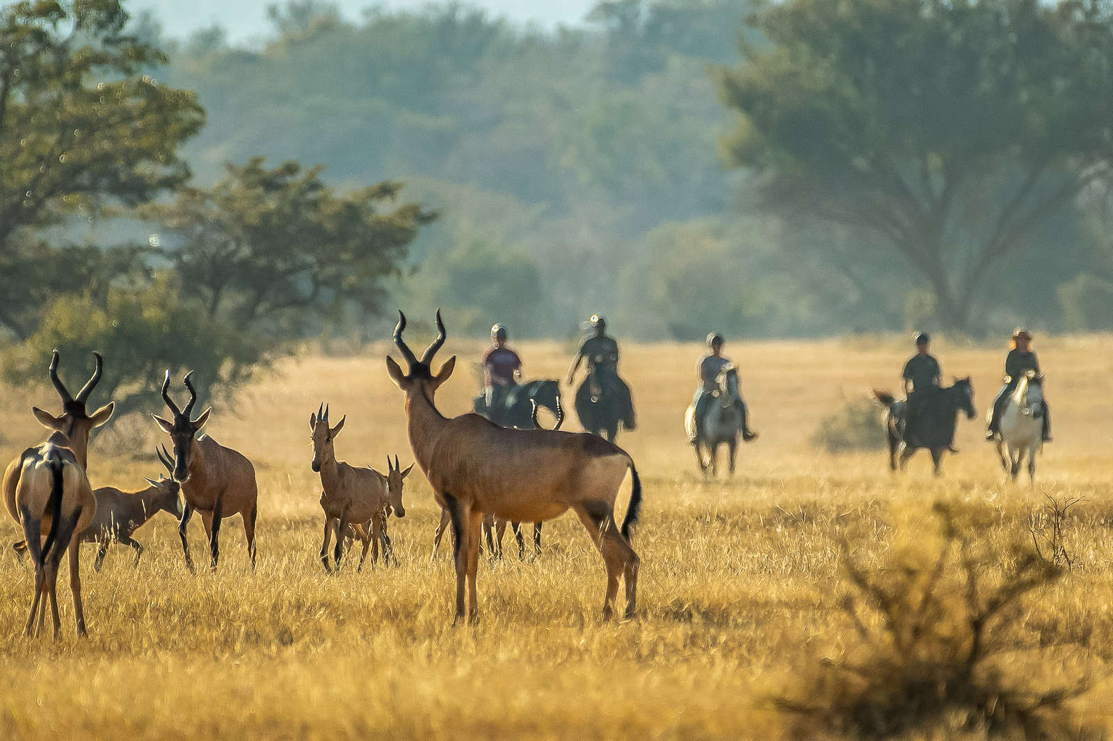 Join a safari in South Africa at Horizon Ranch | Equus Journeys