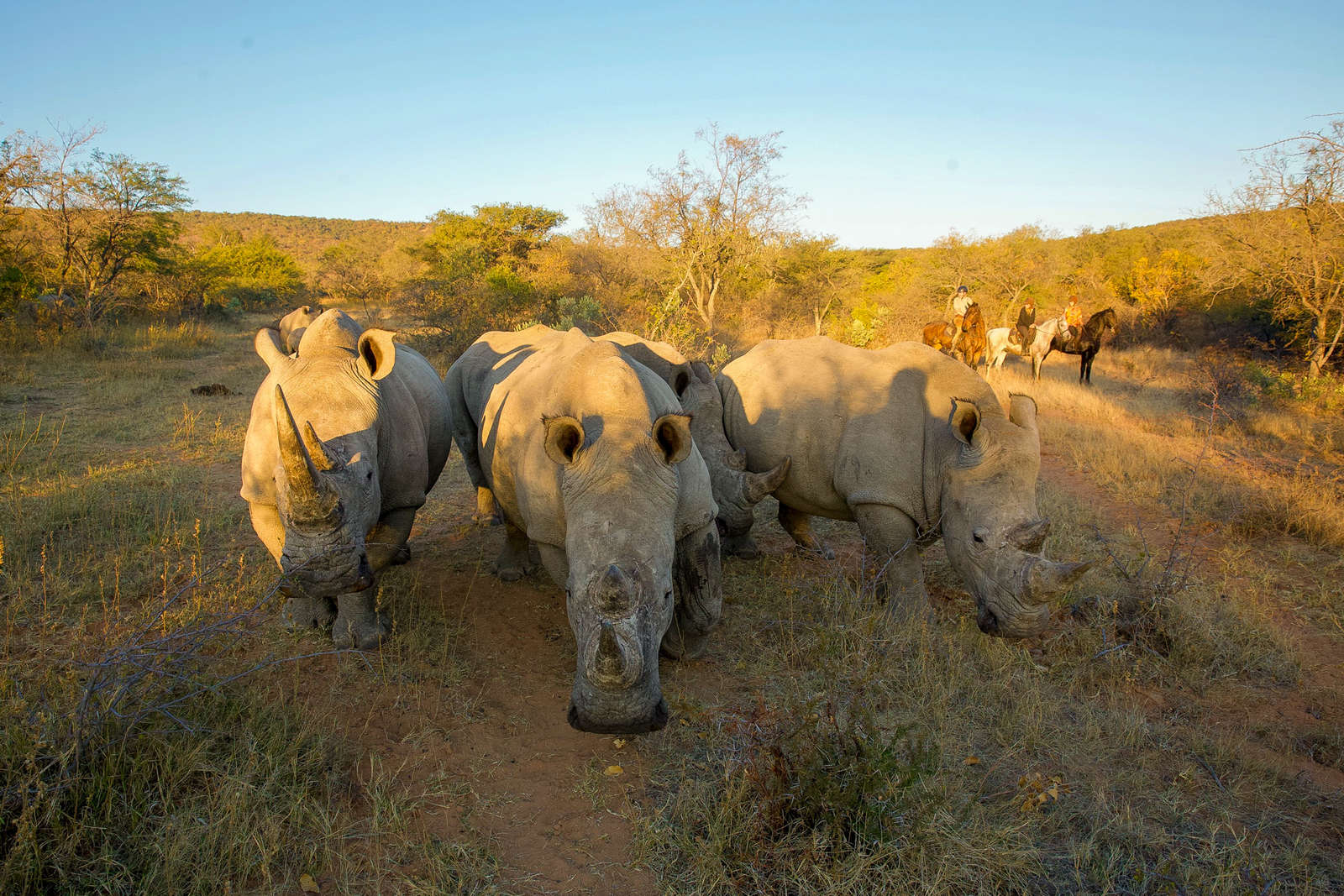 Riding safari at Bushwillow Camp in South Africa