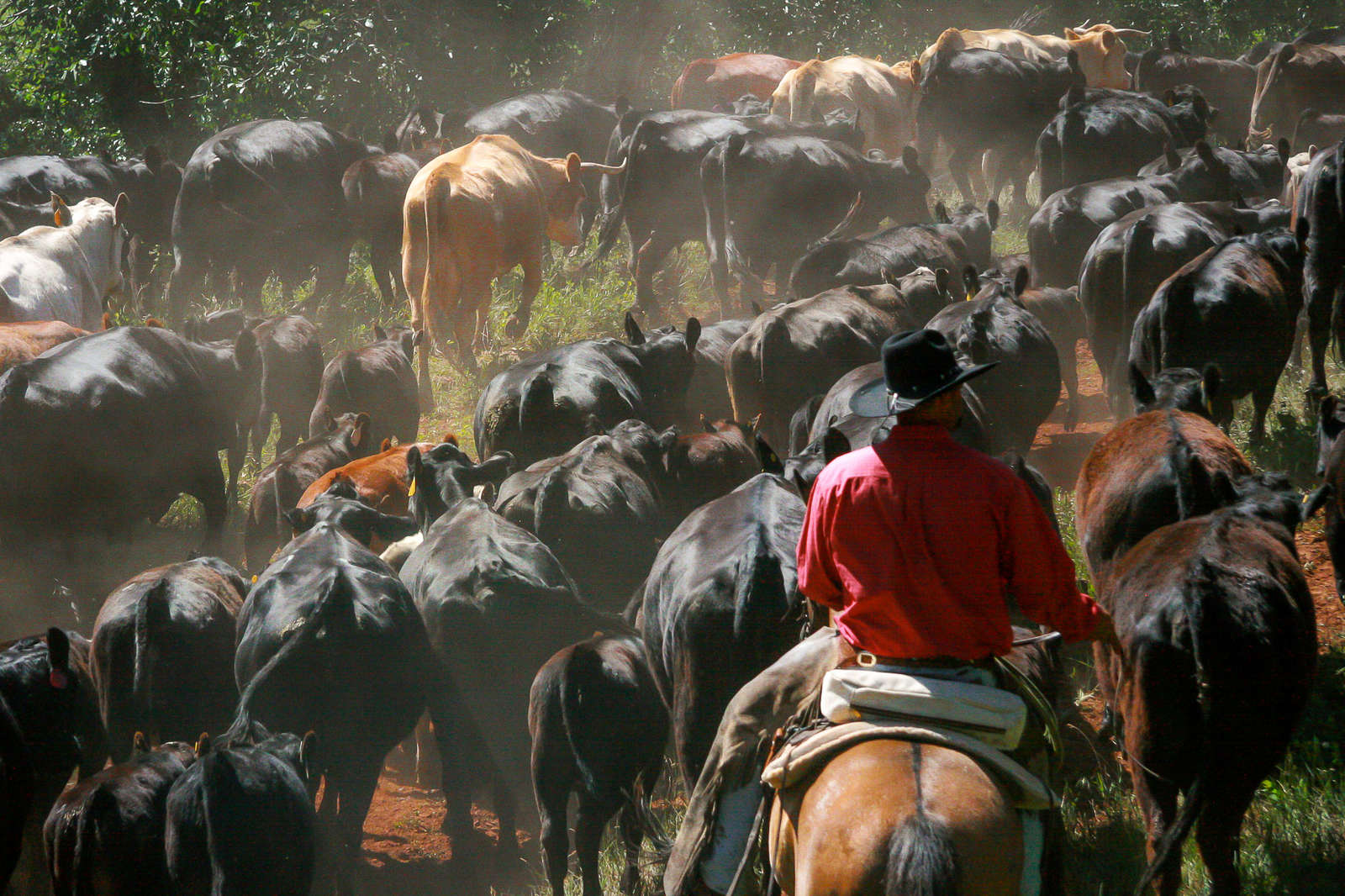 Ride on an authentic working cattle ranch in Montana | Equus Journeys