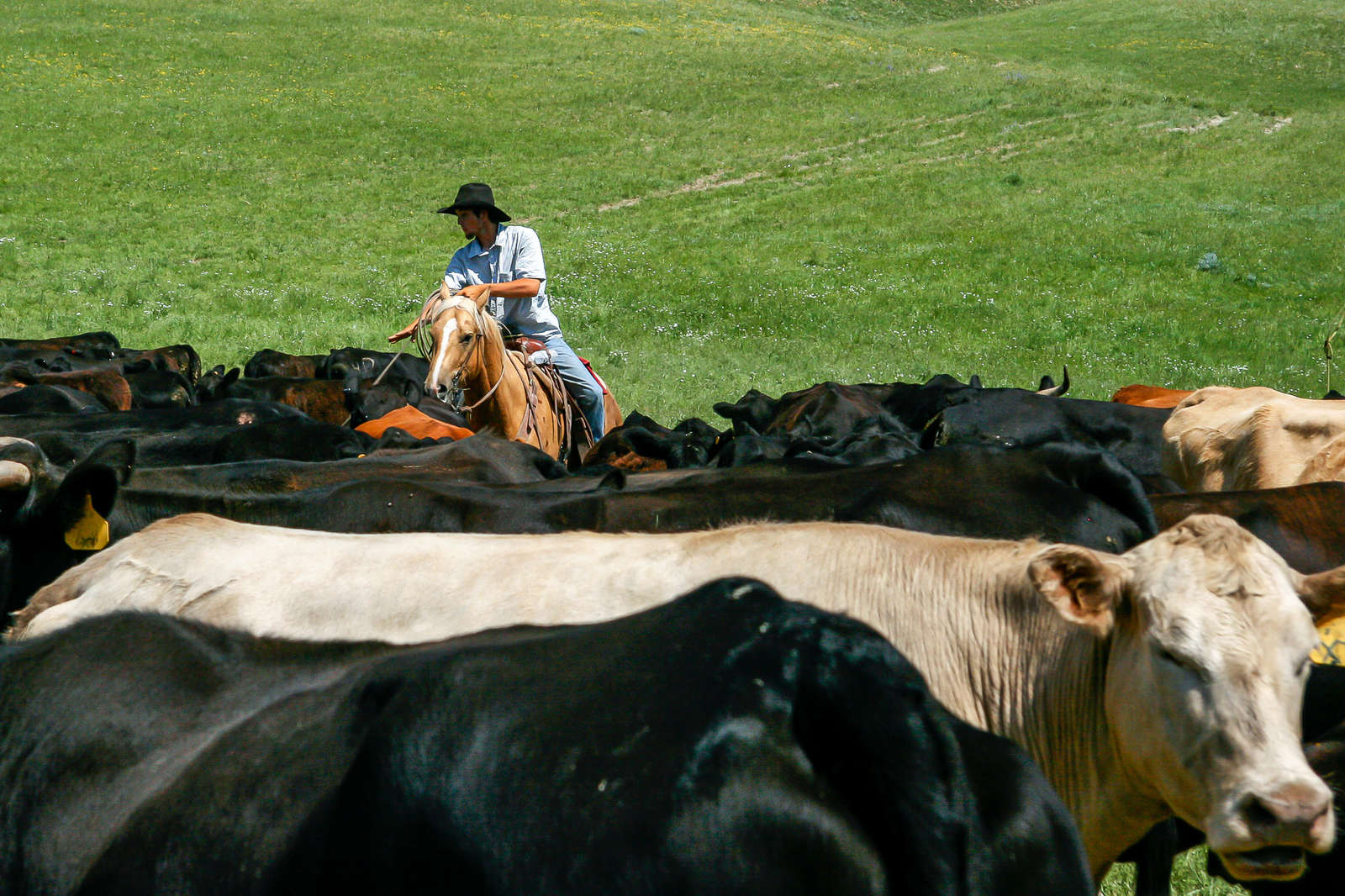 Ride on an authentic working cattle ranch in Montana | Equus Journeys