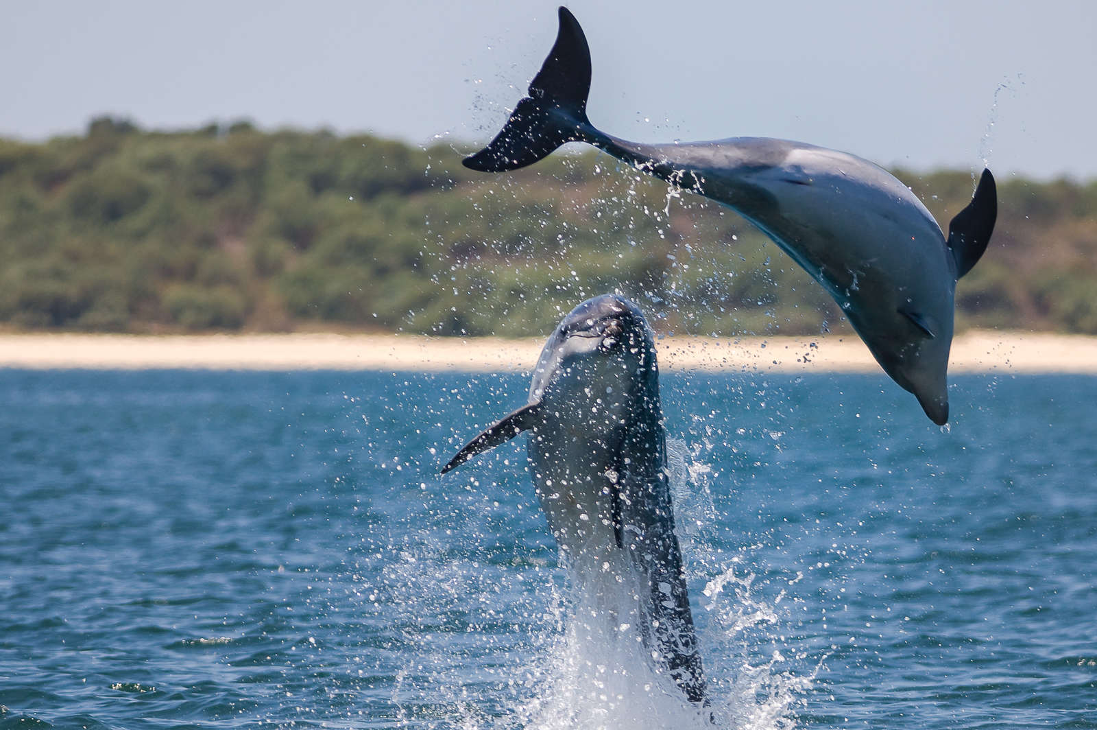 A trail ride with a chance to spot dolphins in Portugal | Equus Journeys