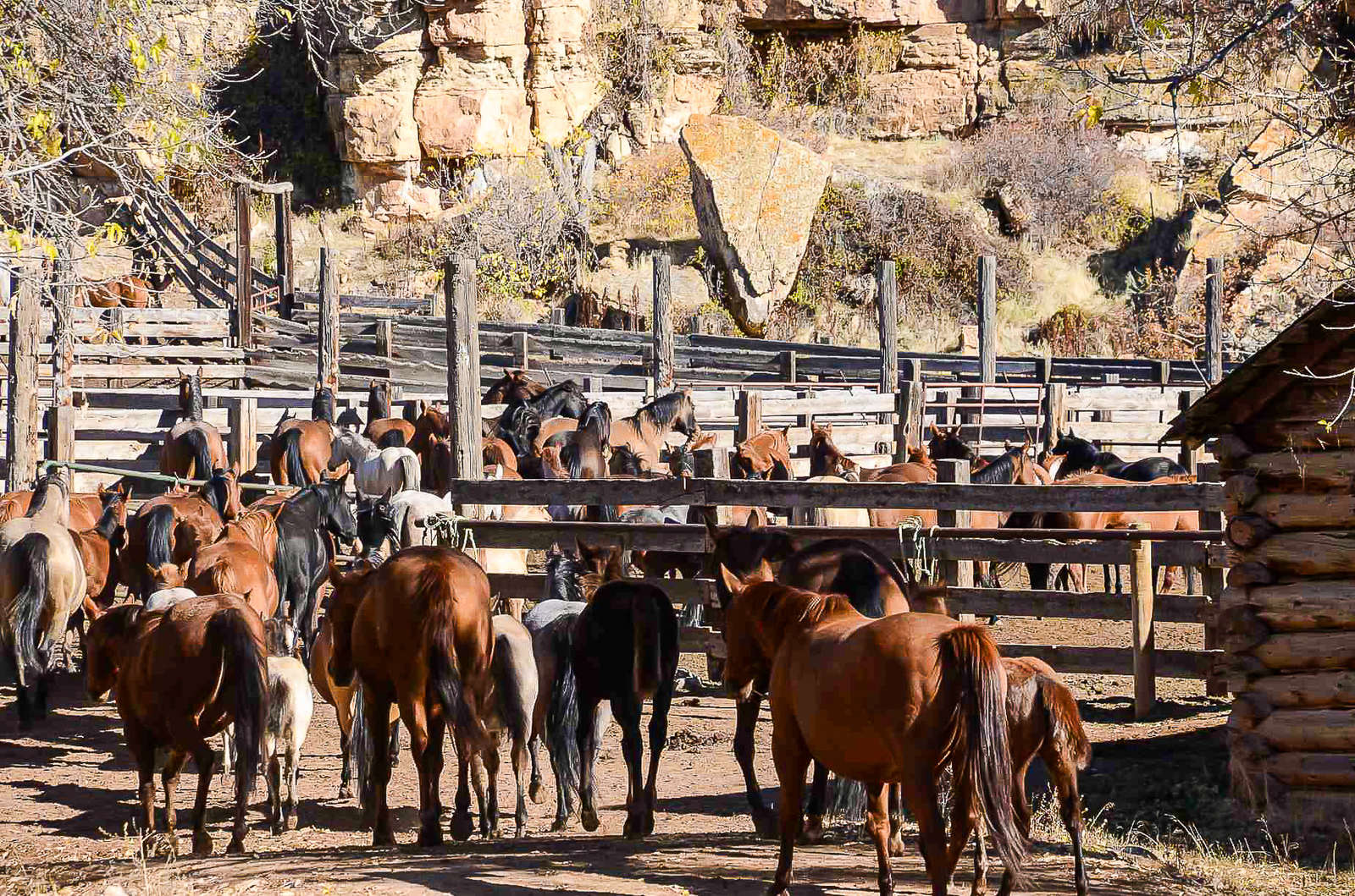 Ride with cowboys in a cattle drive in Wyoming and Montana