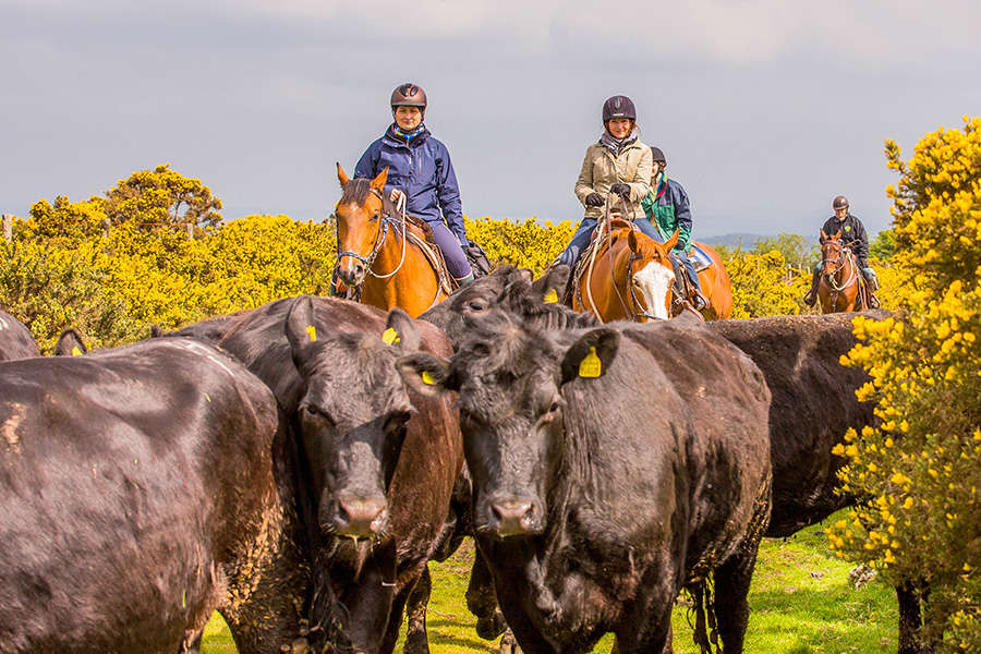 Cattle drives and riding holidays | Equus Journeys