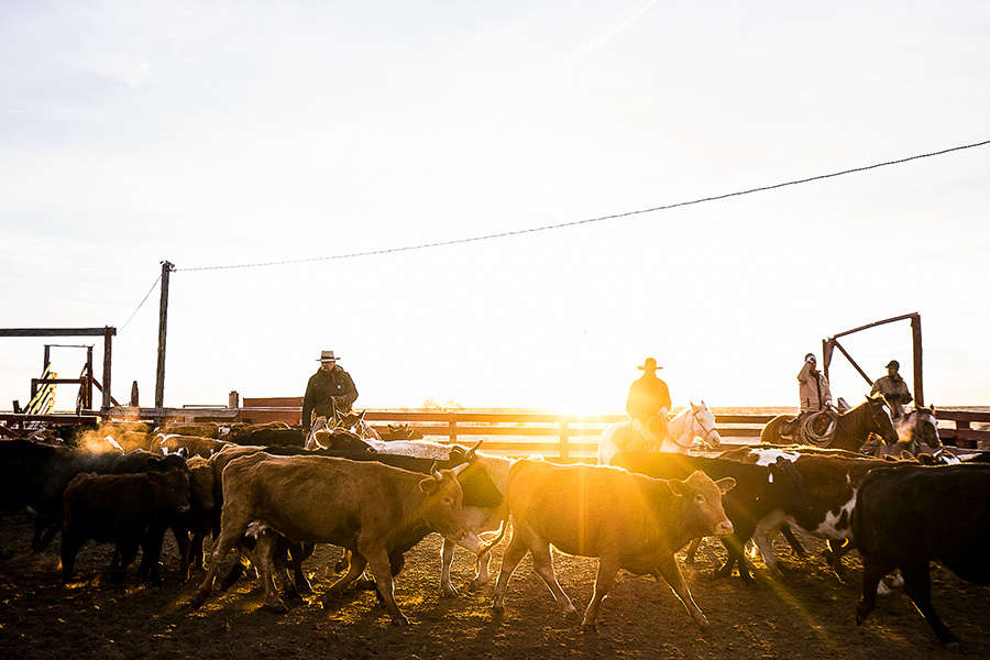 Cattle drives and riding holidays