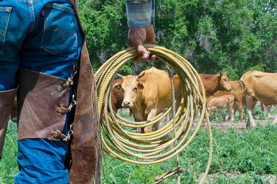 Cattle drives and riding holidays