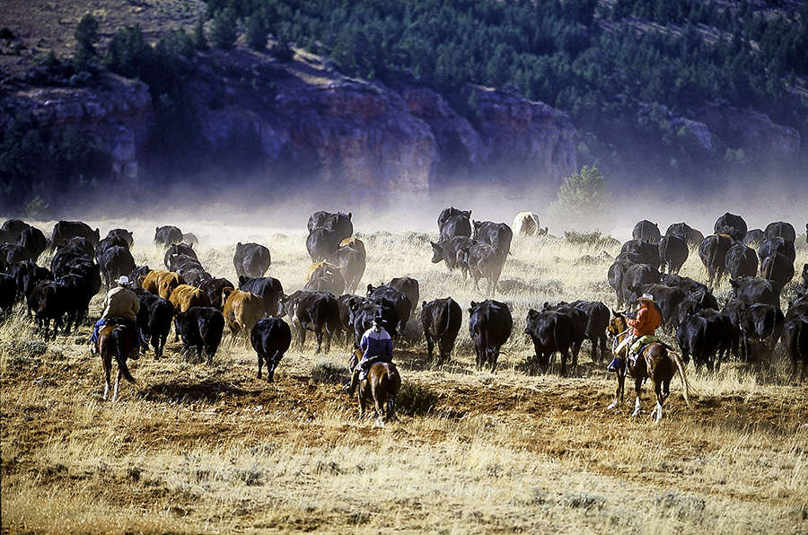Cattle drives and riding holidays | Equus Journeys